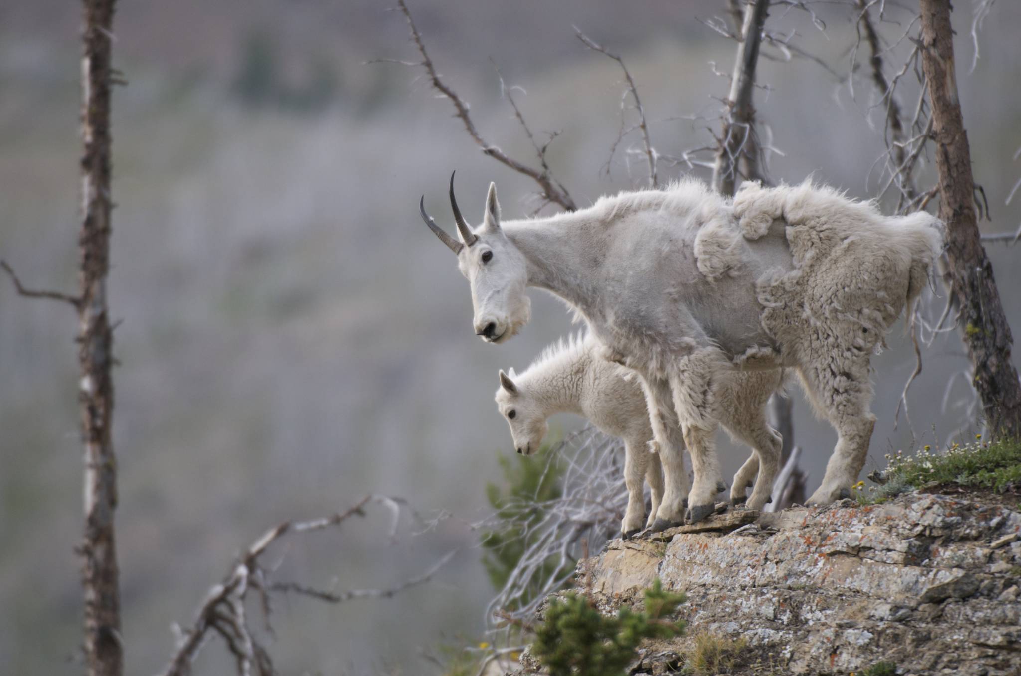 Our work – Wildsight