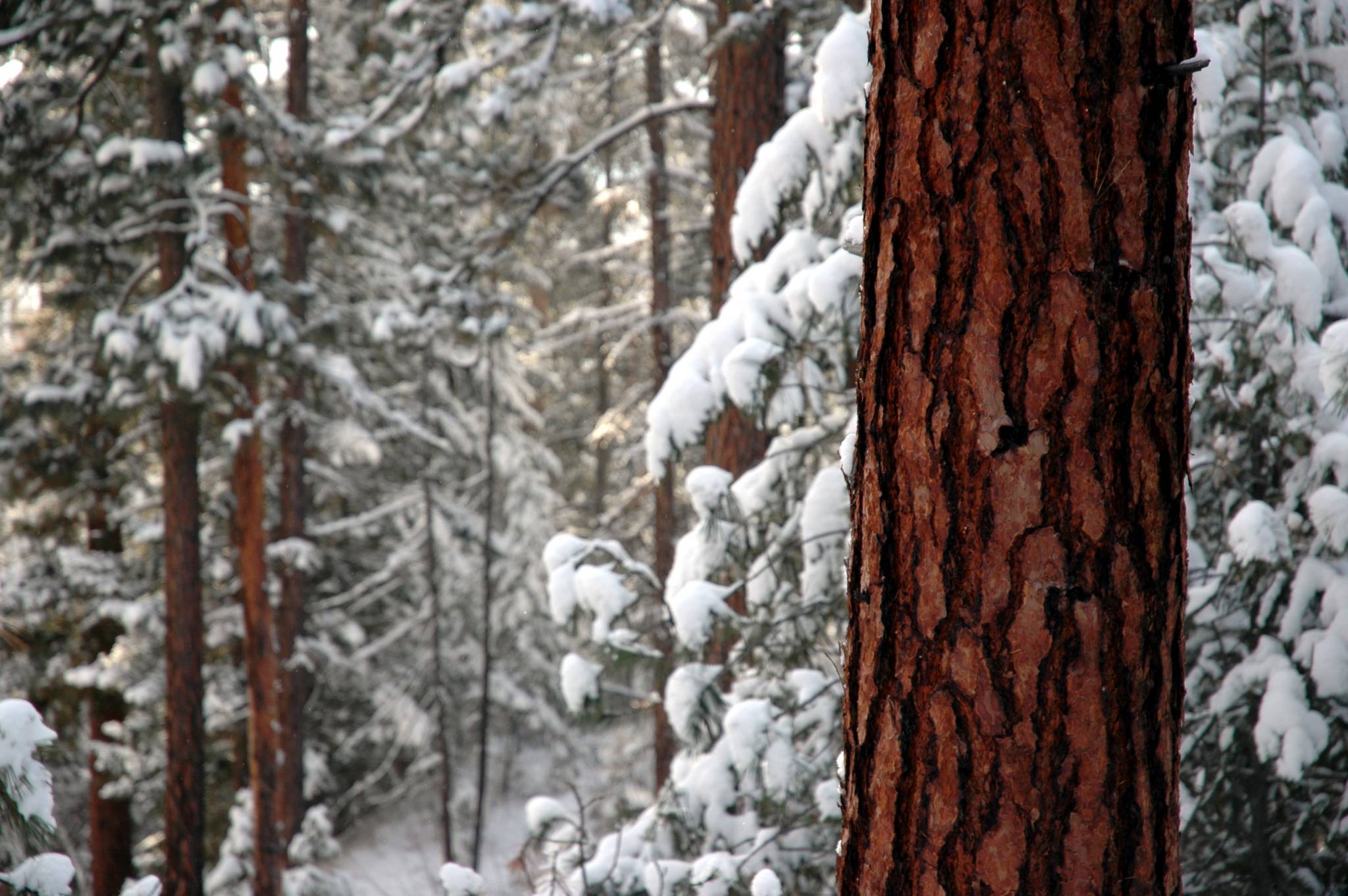 Sustainable forestry – Wildsight