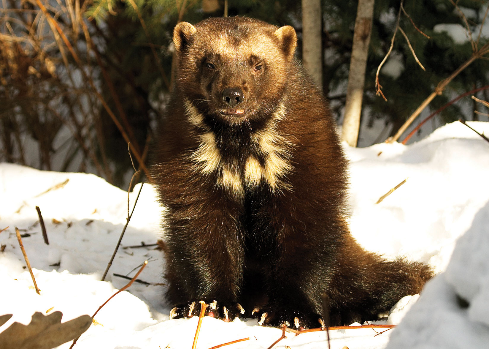 In Search of the Wolverine (Canadian Geographic) – Wildsight