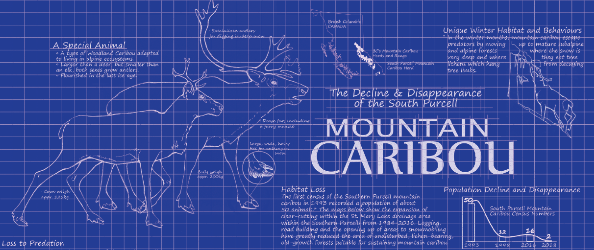 Species on the Brink: Selkirk and Purcell Caribou Relocated to ...