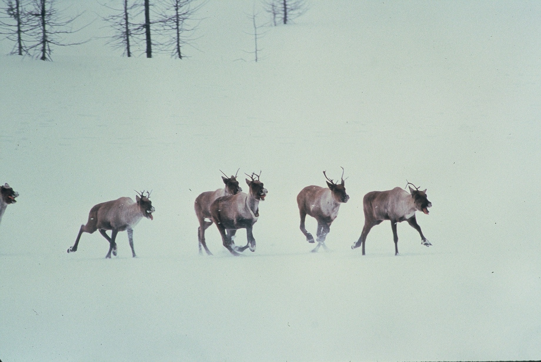 Candlelight vigil for mountain caribou – Wildsight