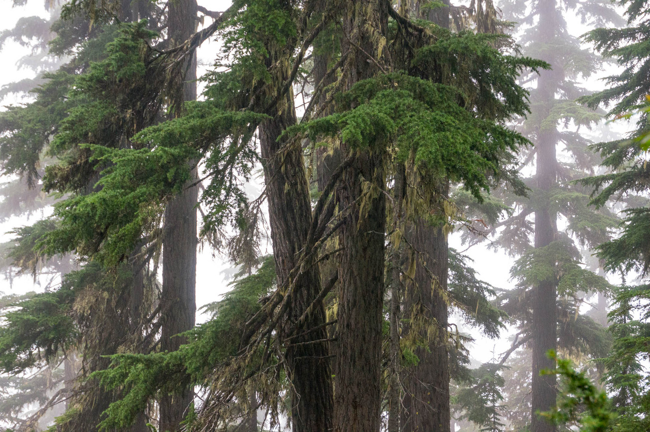 Wildsight Invermere AGM + Film. Treeline: A Story Written in Rings – Wildsight