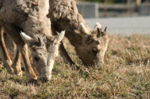 Programs – Wildsight