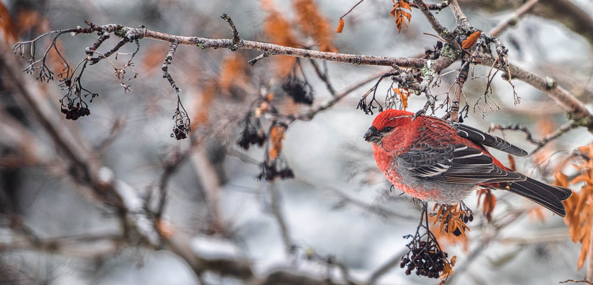 A Beak for Every Job – Wildsight