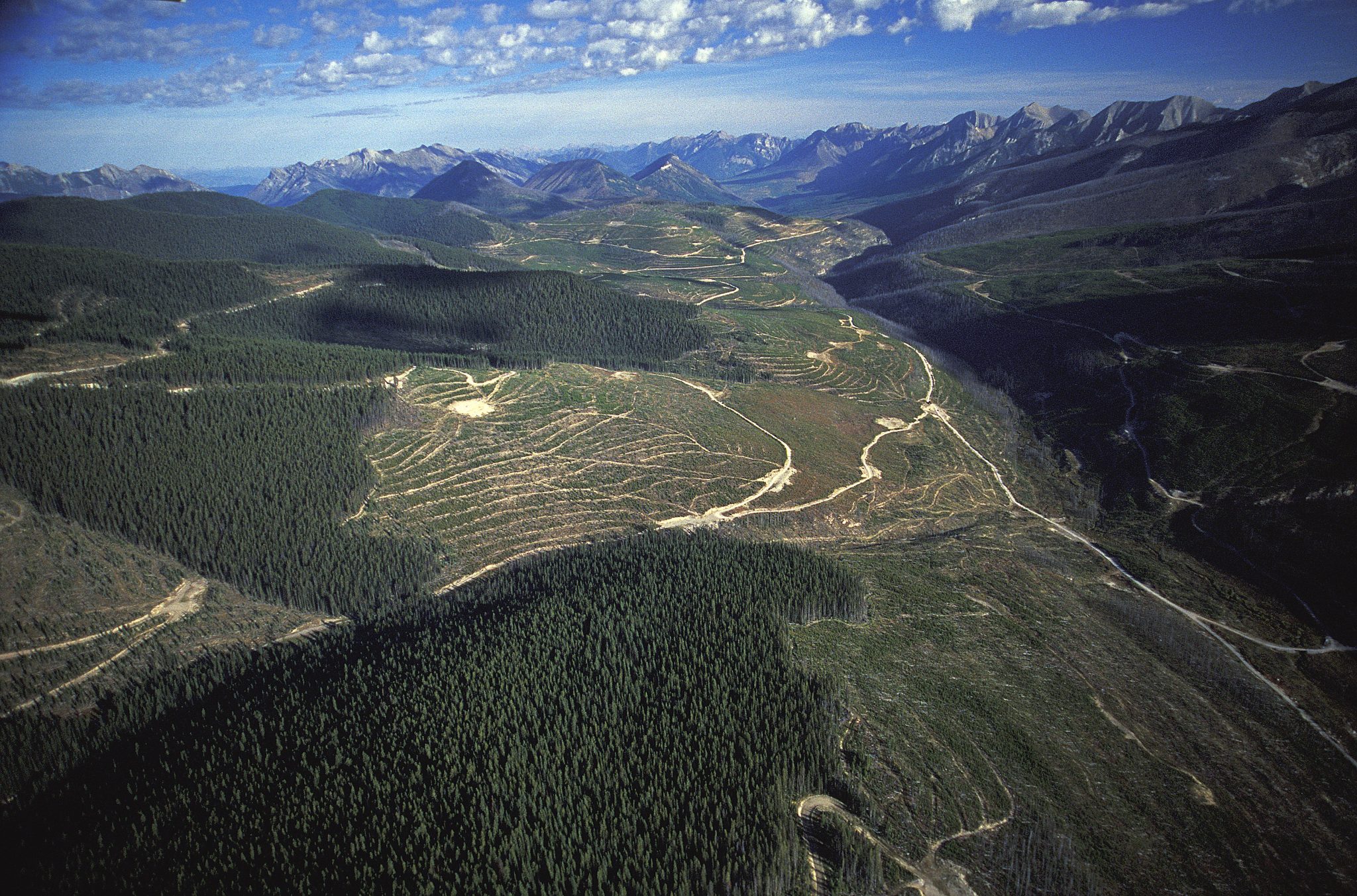 Sprawling resource roads cut connectivity – Wildsight