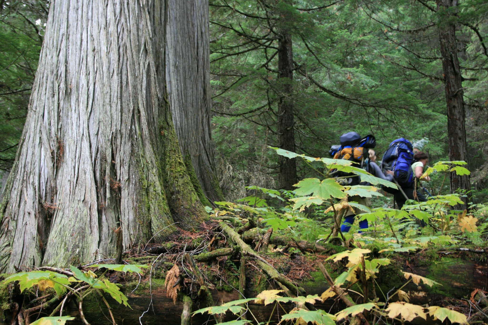 Protect BC’s Ancient Forests – Wildsight