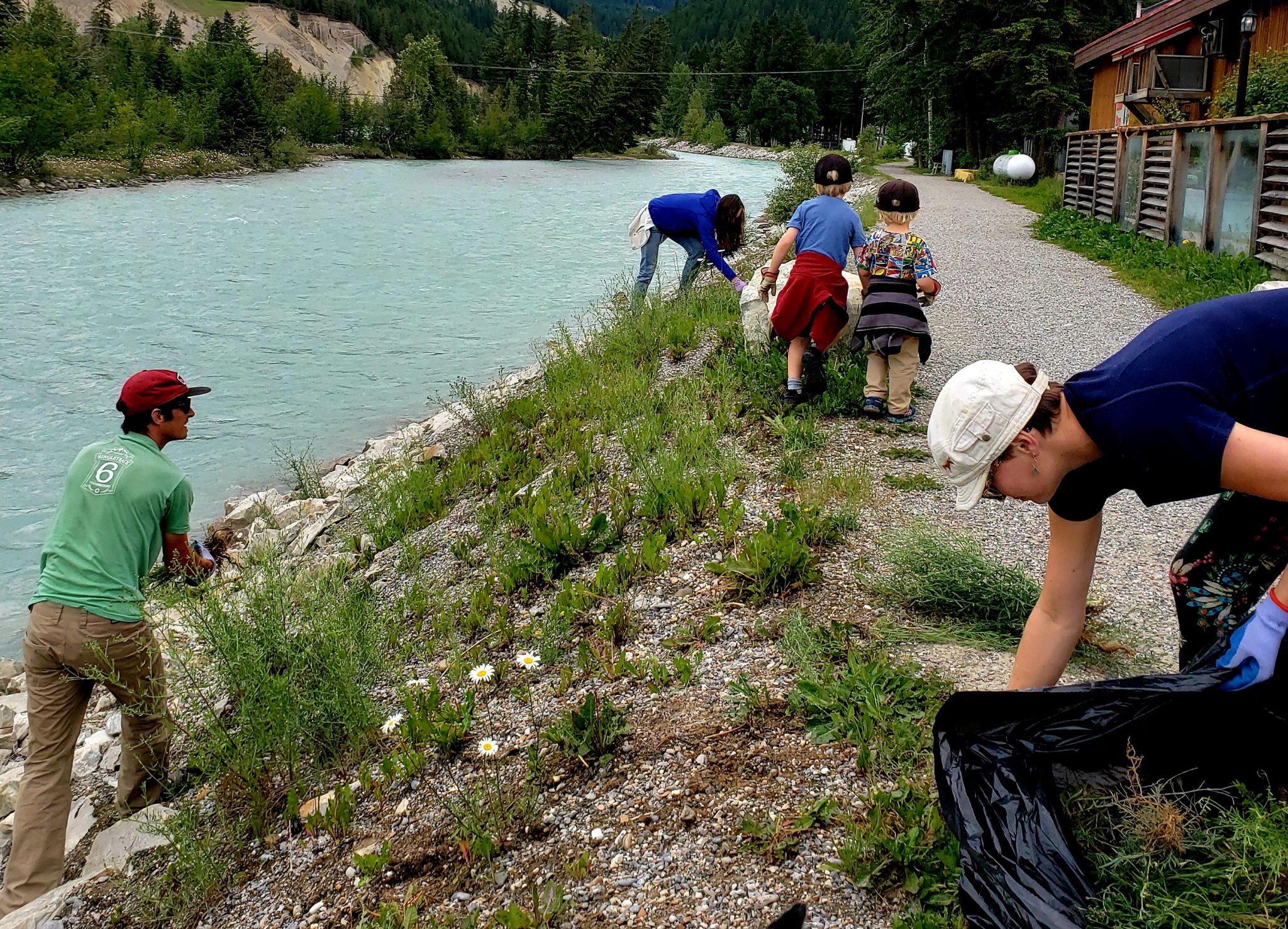 Wildsight Golden Community Invasive Plant Program 2020 – Wildsight
