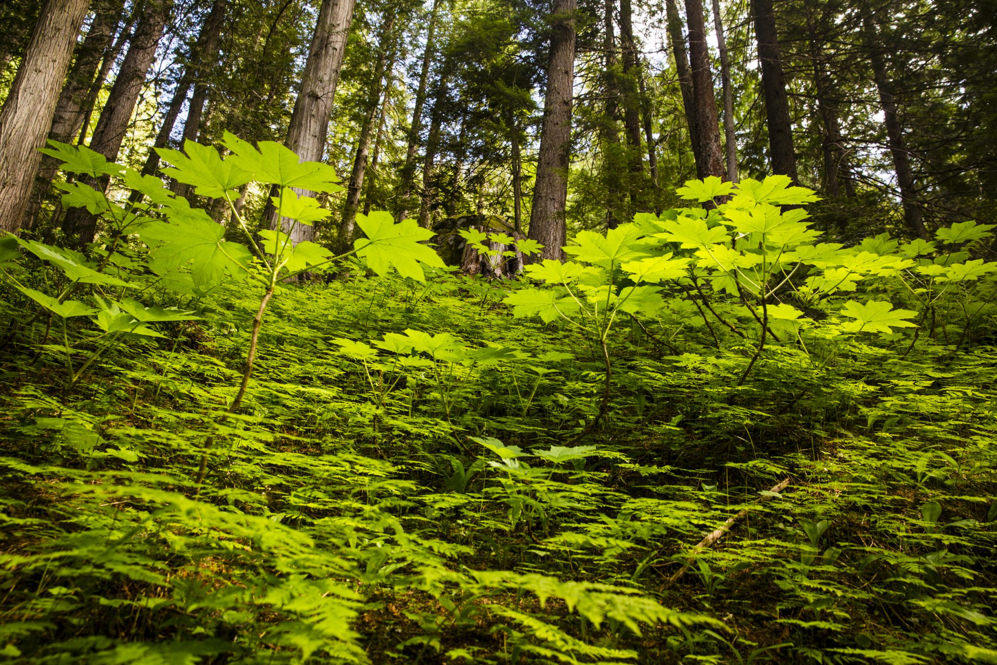 Poet Tree – Wildsight