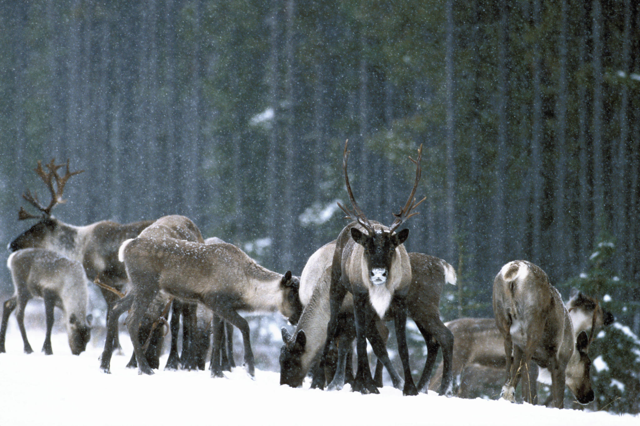 Wildlife Walk – Wildsight