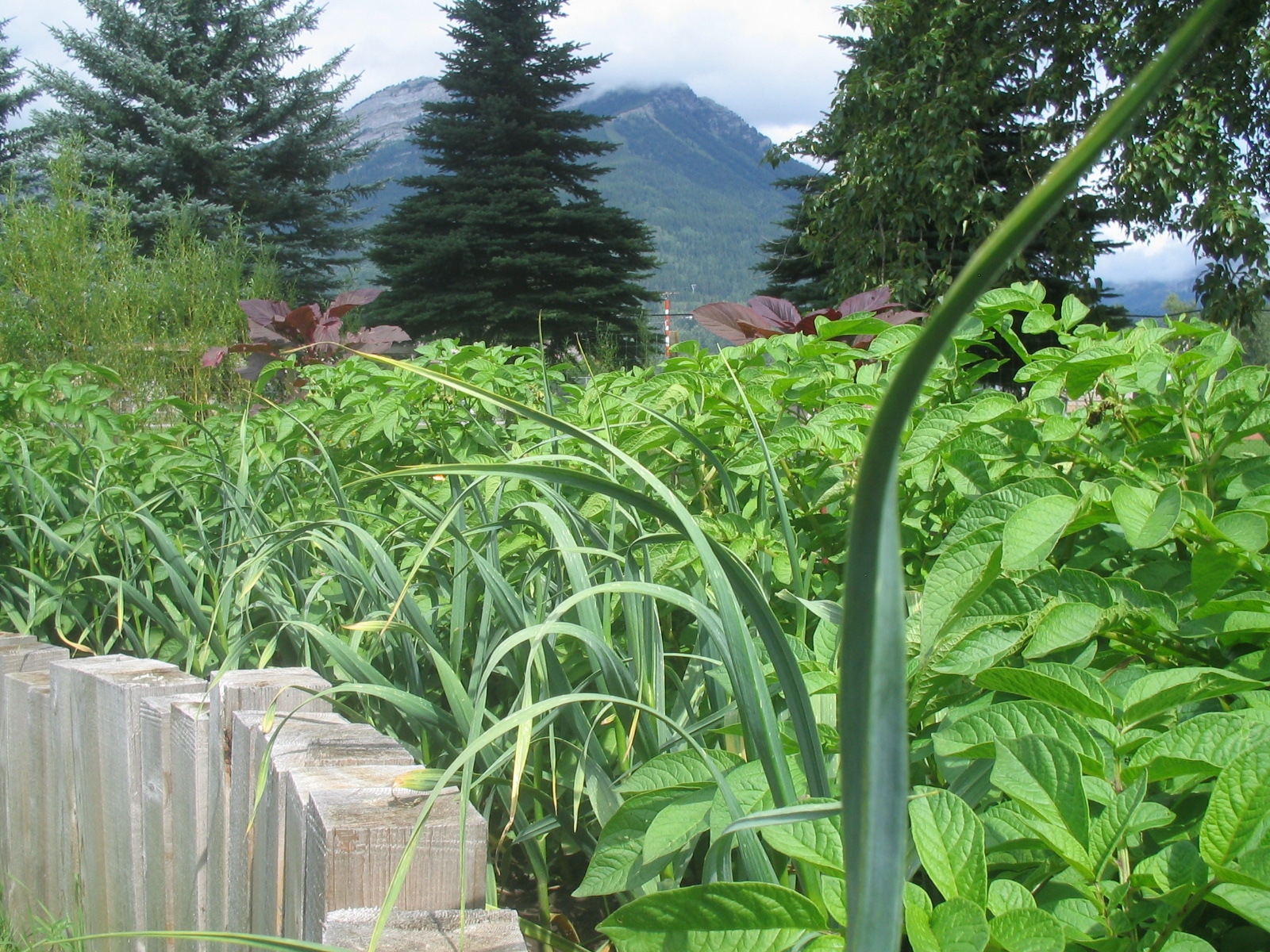 Fernie Food Action – Wildsight