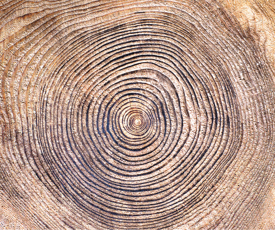 Looking for Patterns – Wildsight