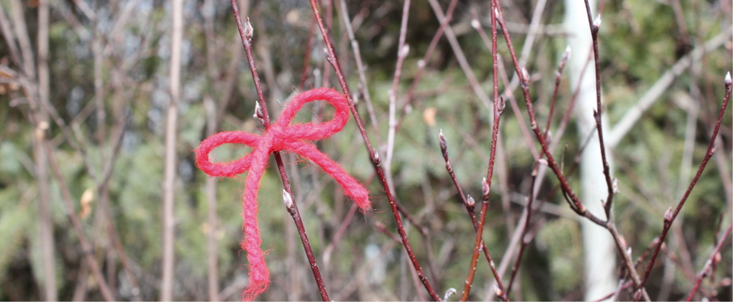 Bud Buddies – Wildsight