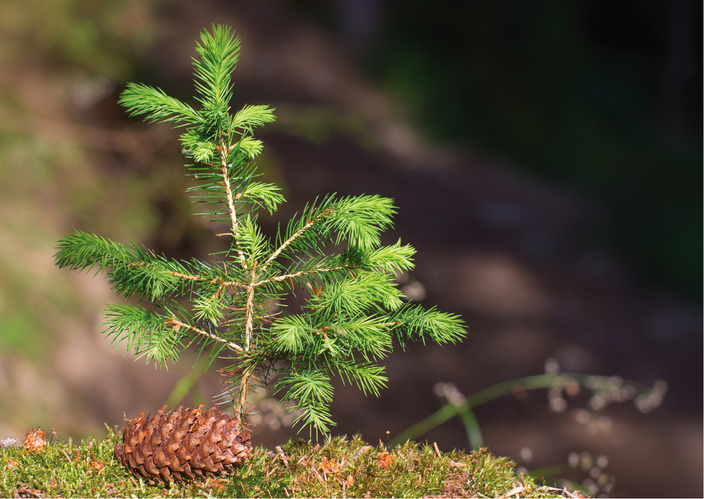 Tree Explorations – Wildsight