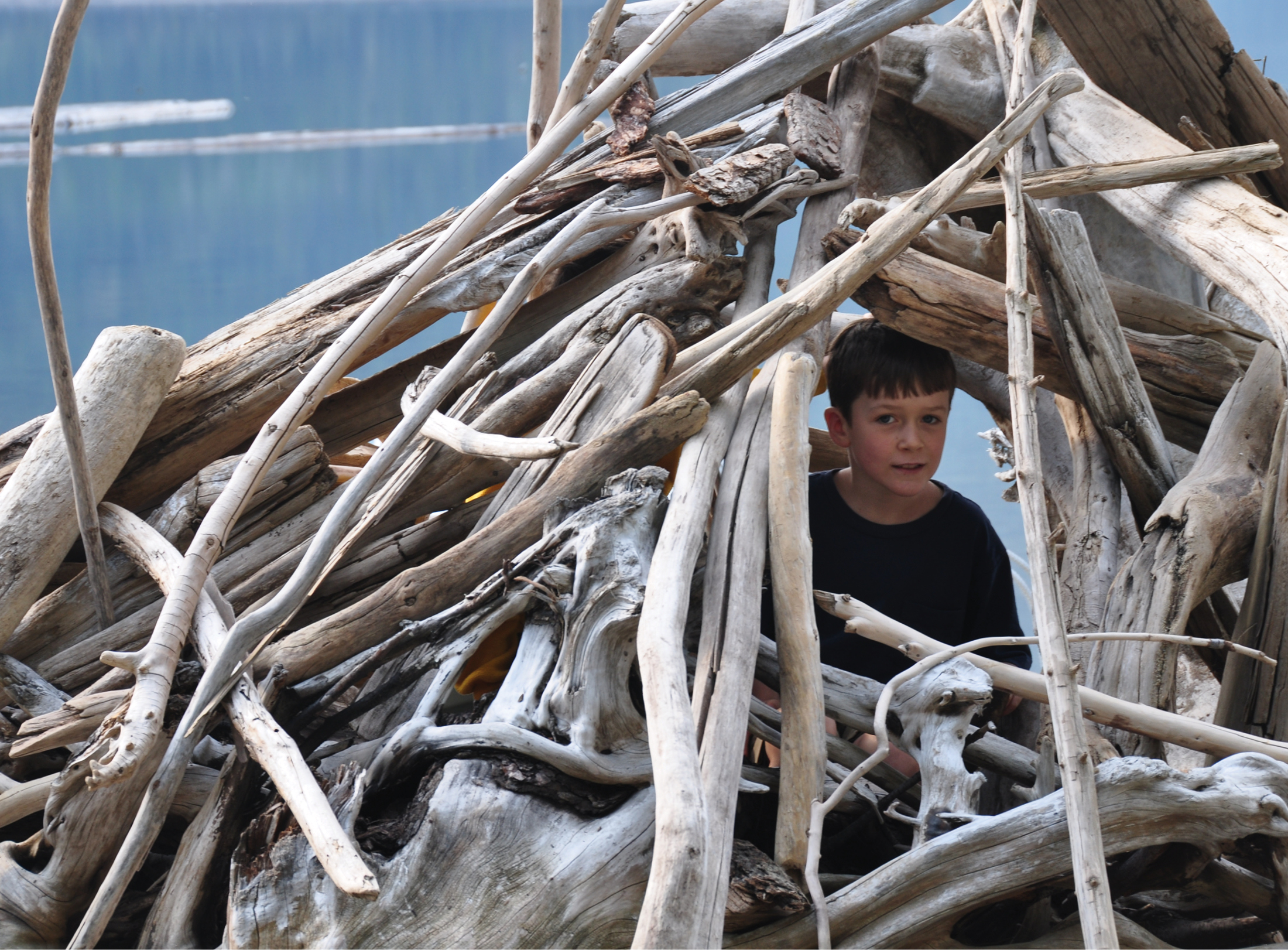 Tree Art – Wildsight