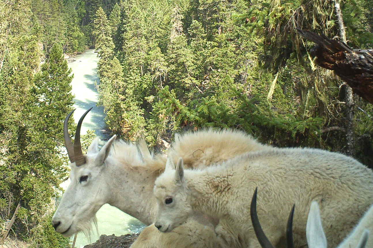 Saving the Toby Creek mountain goats – Wildsight
