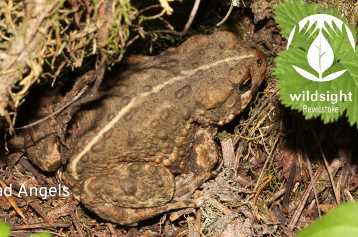 Branches – Wildsight