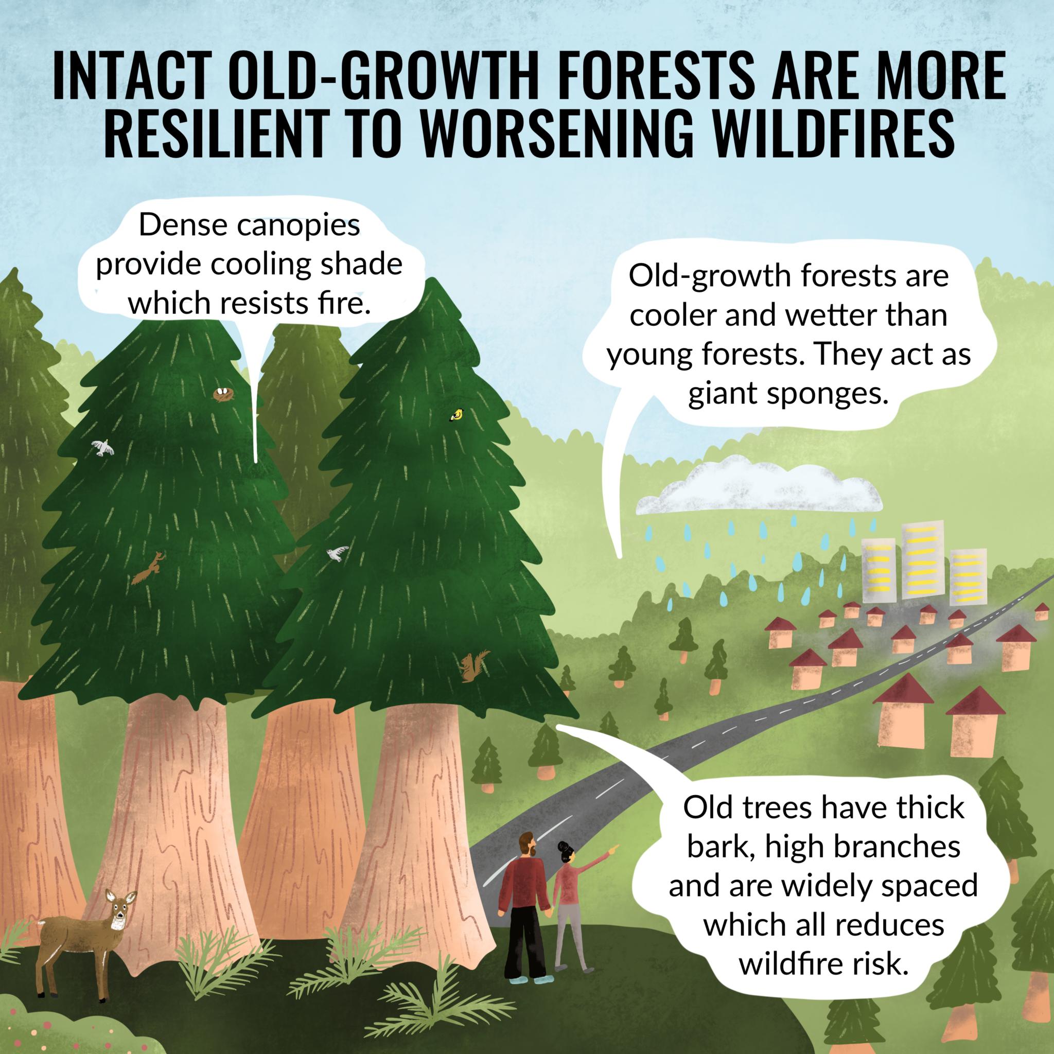 Save forests; safe communities – Wildsight