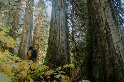 Programs – Wildsight