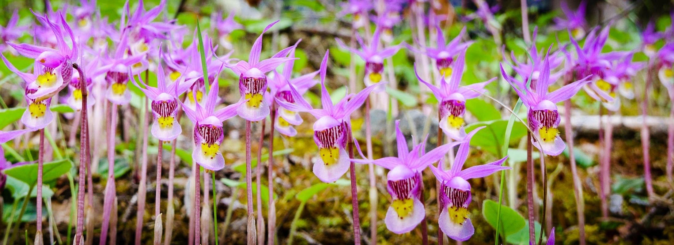 Zero Waste Bingo – Wildsight