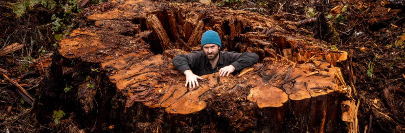 New evidence shows logging and cutting permits in proposed old growth ...