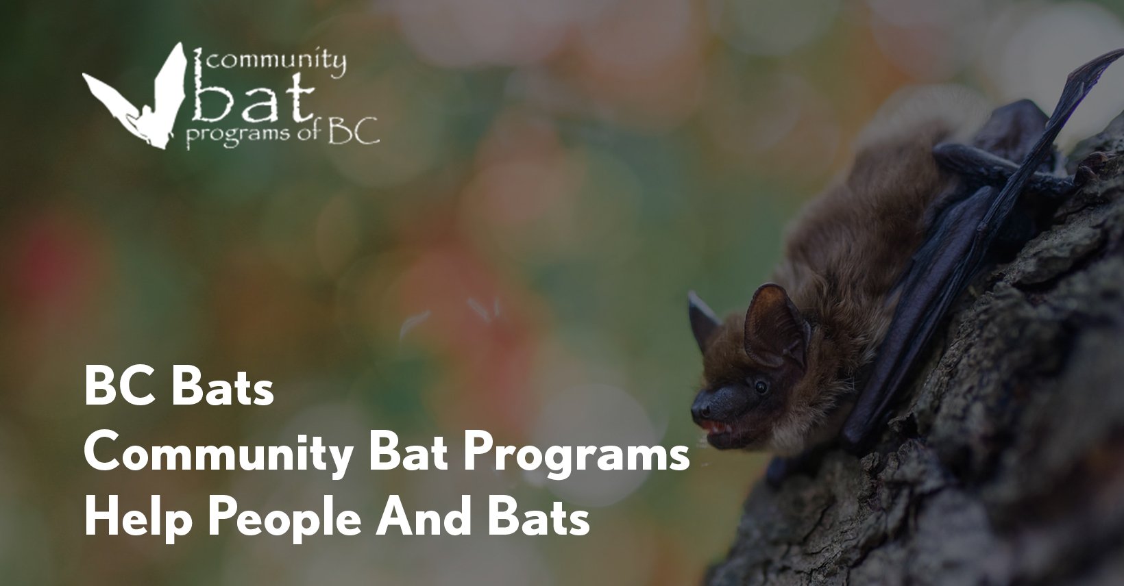Bat Walks with the BC Community Bat Program – Wildsight