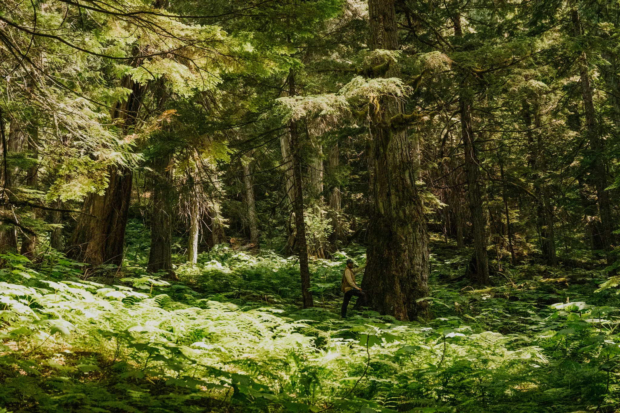BC’s Inland Temperate Rainforest – Wildsight
