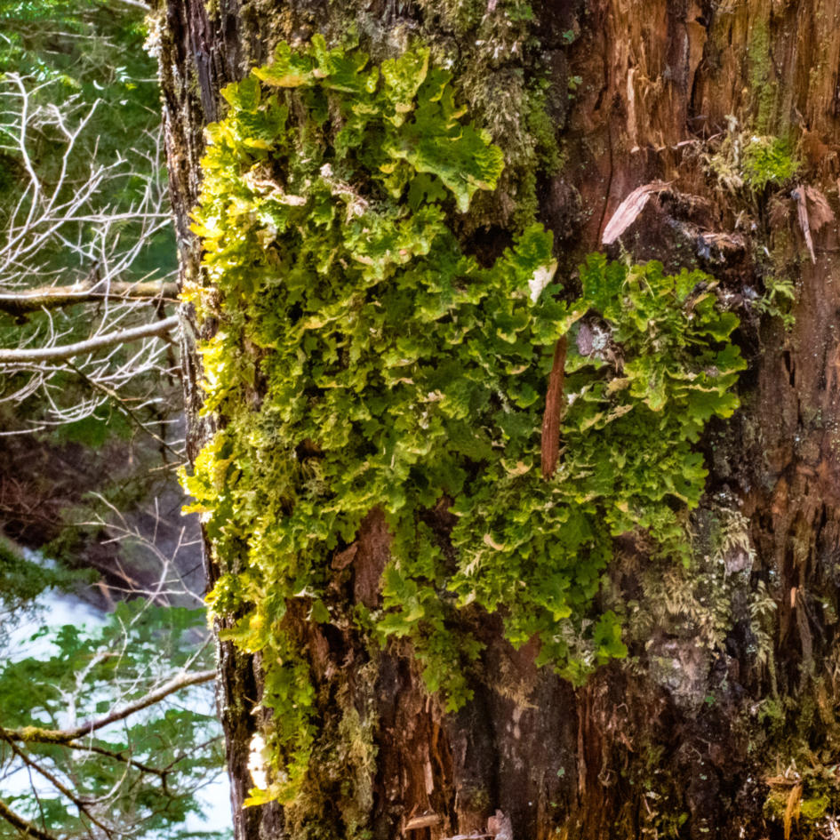 BC’s Inland Temperate Rainforest – Wildsight