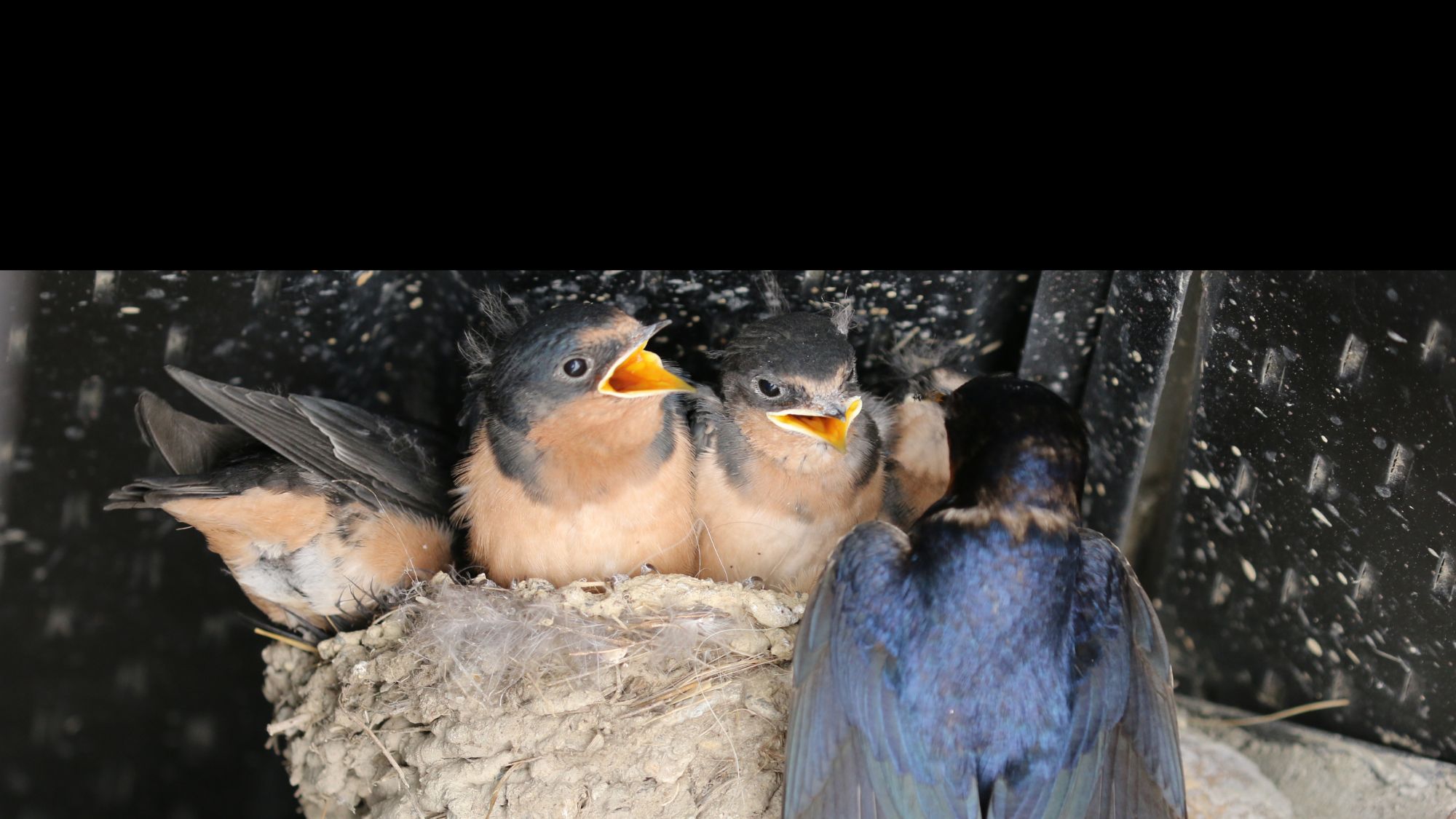 Wildsight Golden Swallow Project Achievements in 2022 – Wildsight