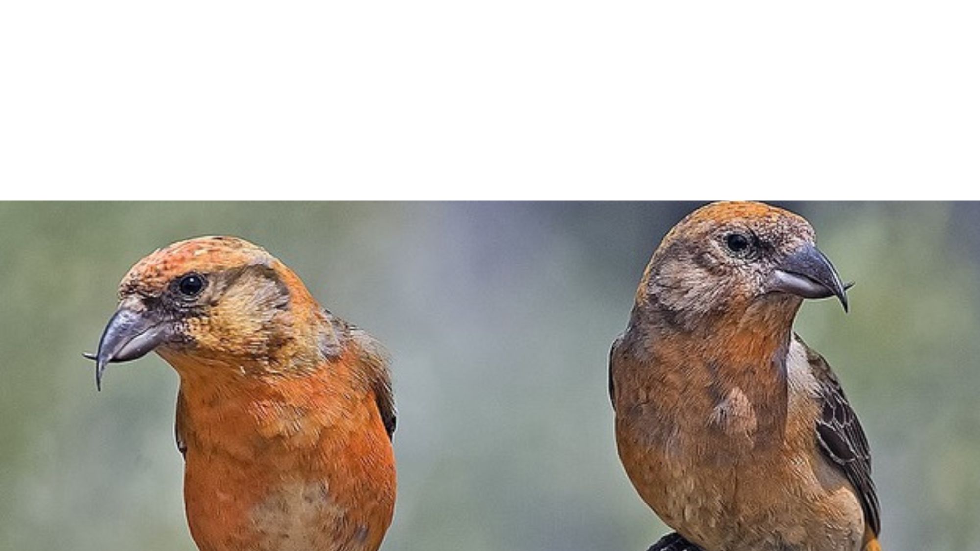 Honk for Crossbills – Wildsight