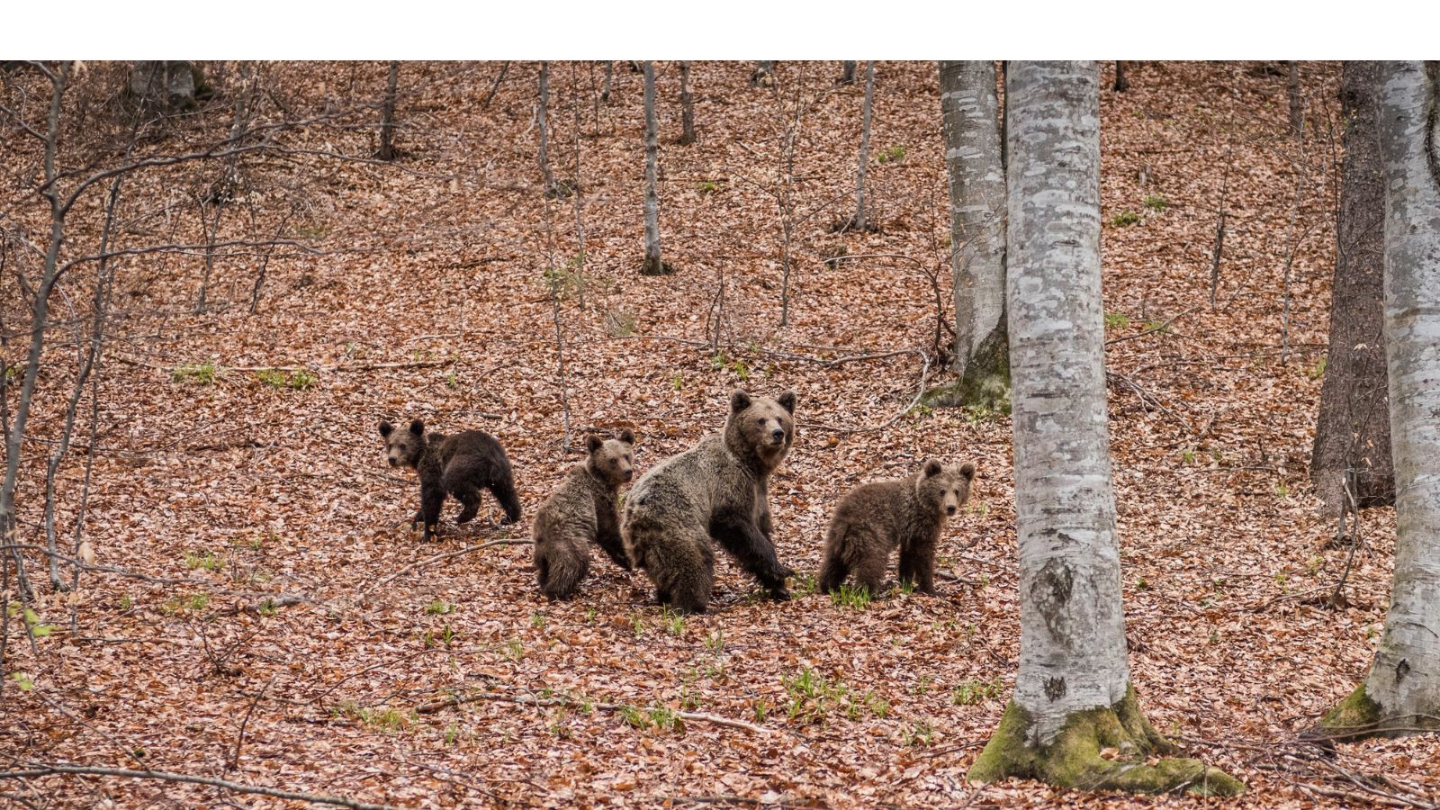Golden Wild Bear Festival; Keeping Bears Wild – Wildsight