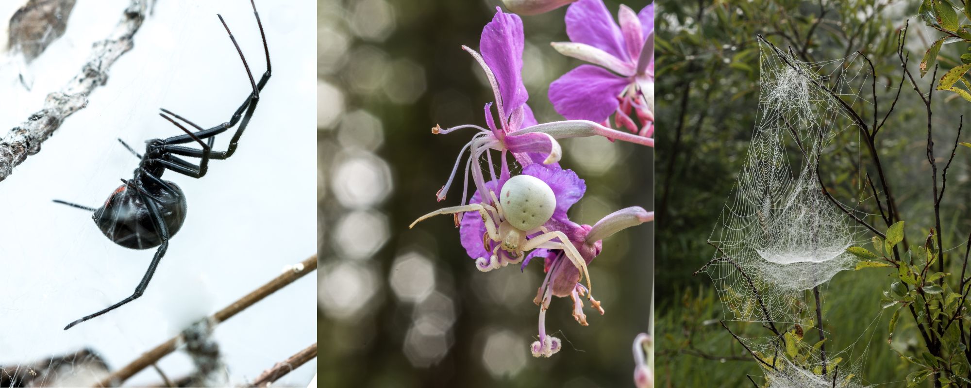 An introduction to spiders and their world by naturalist Bryan Kelly ...