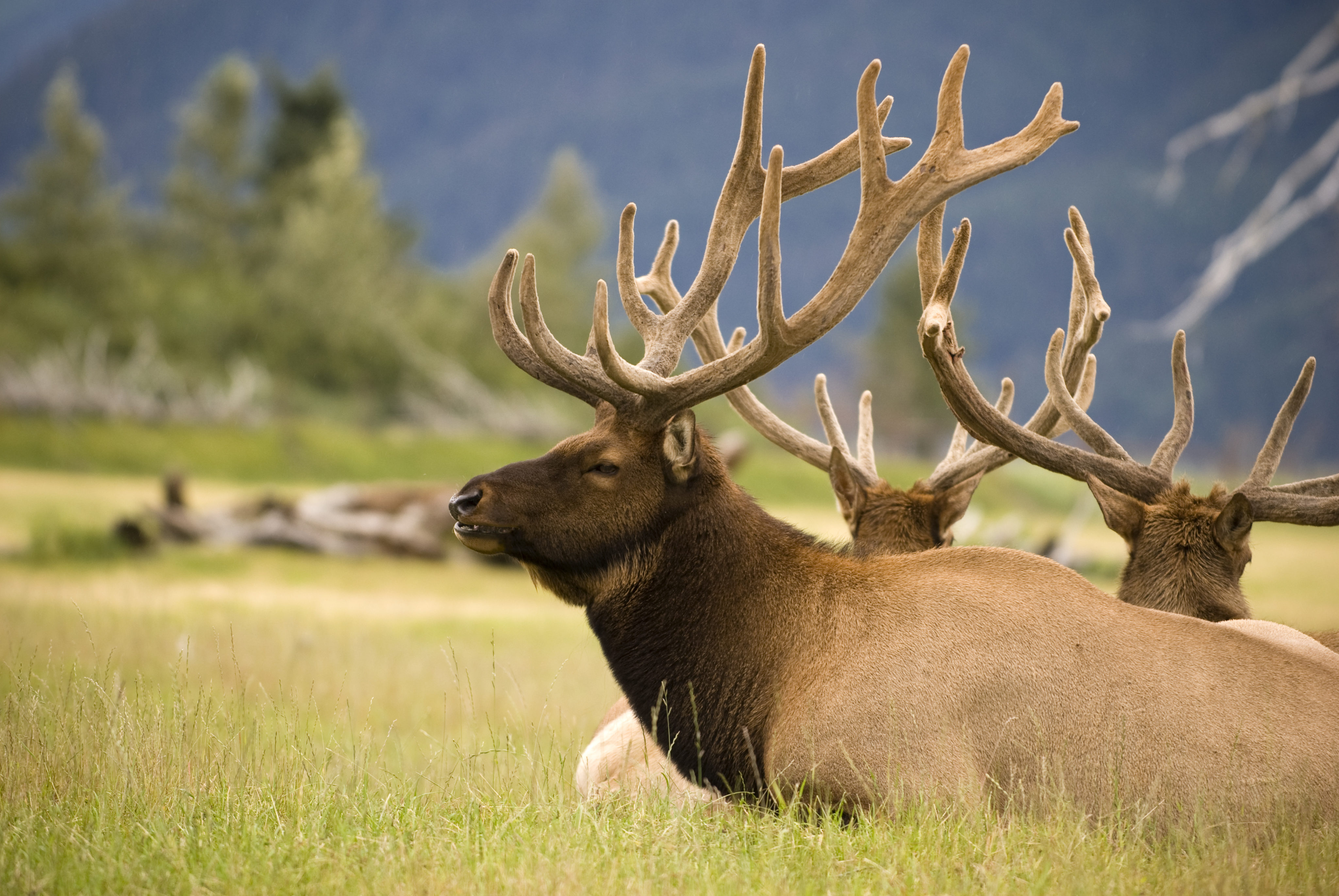 Wild Spaces Recreation Dialogues: Elk biology — Golden – Wildsight